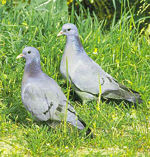 Siniak Ptakiozdobne.pl